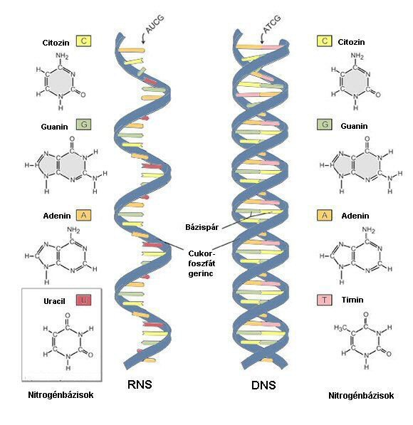 Újabb lépés az élet tyúk-tojás problémájának megoldásához