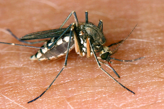 Veszélyes csípések a strandon