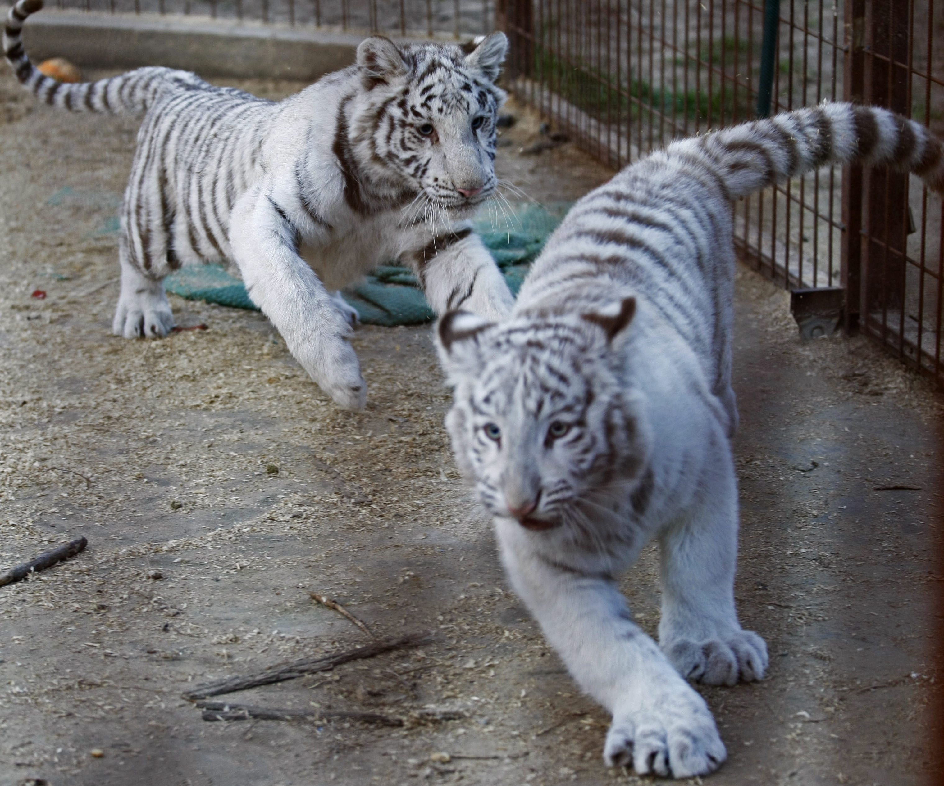 Két fiatal fehér tigris mart halálra egy gondozót