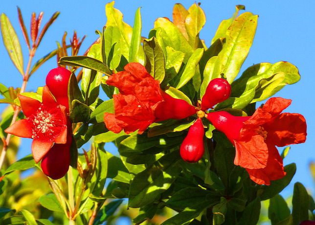 Megtalálták a gránátalma varázserejének vélt kulcsát