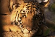 Tigris Animals Tigris Animals