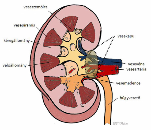 Tudja-e, miért kell valakinek pisilnie, ha ideges lesz?