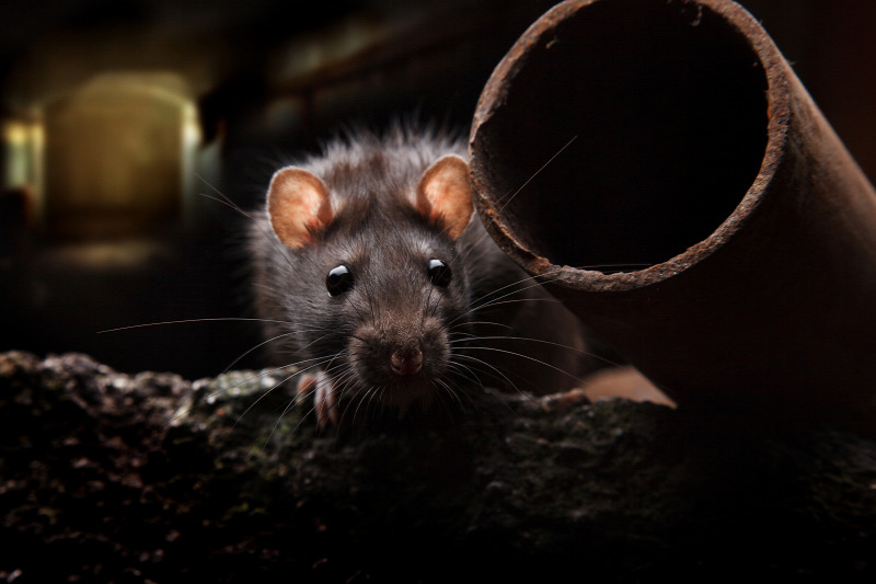 Mint egy rémálomban! Több, mint száz patkány rontott rá egy nőre a parkban