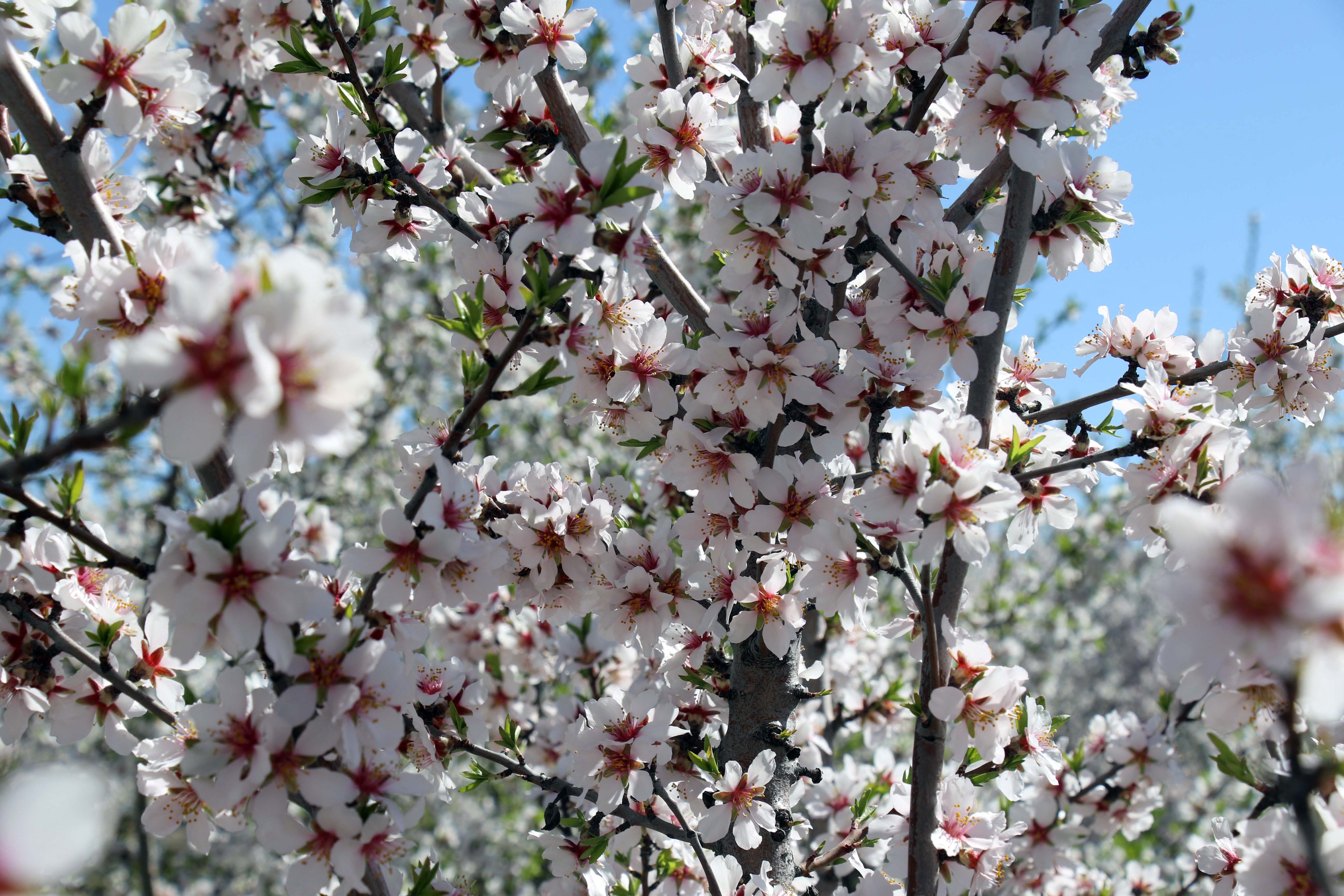 Csodálatos képek a magasból fotózott törökországi mandulafa-ültetvényről